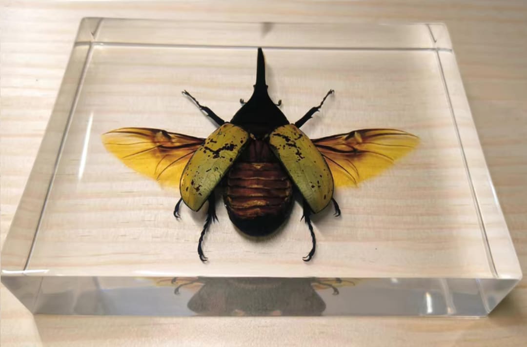 Dynastes Hercules Preserved in Resin-collectible Modern Fossil - Etsy