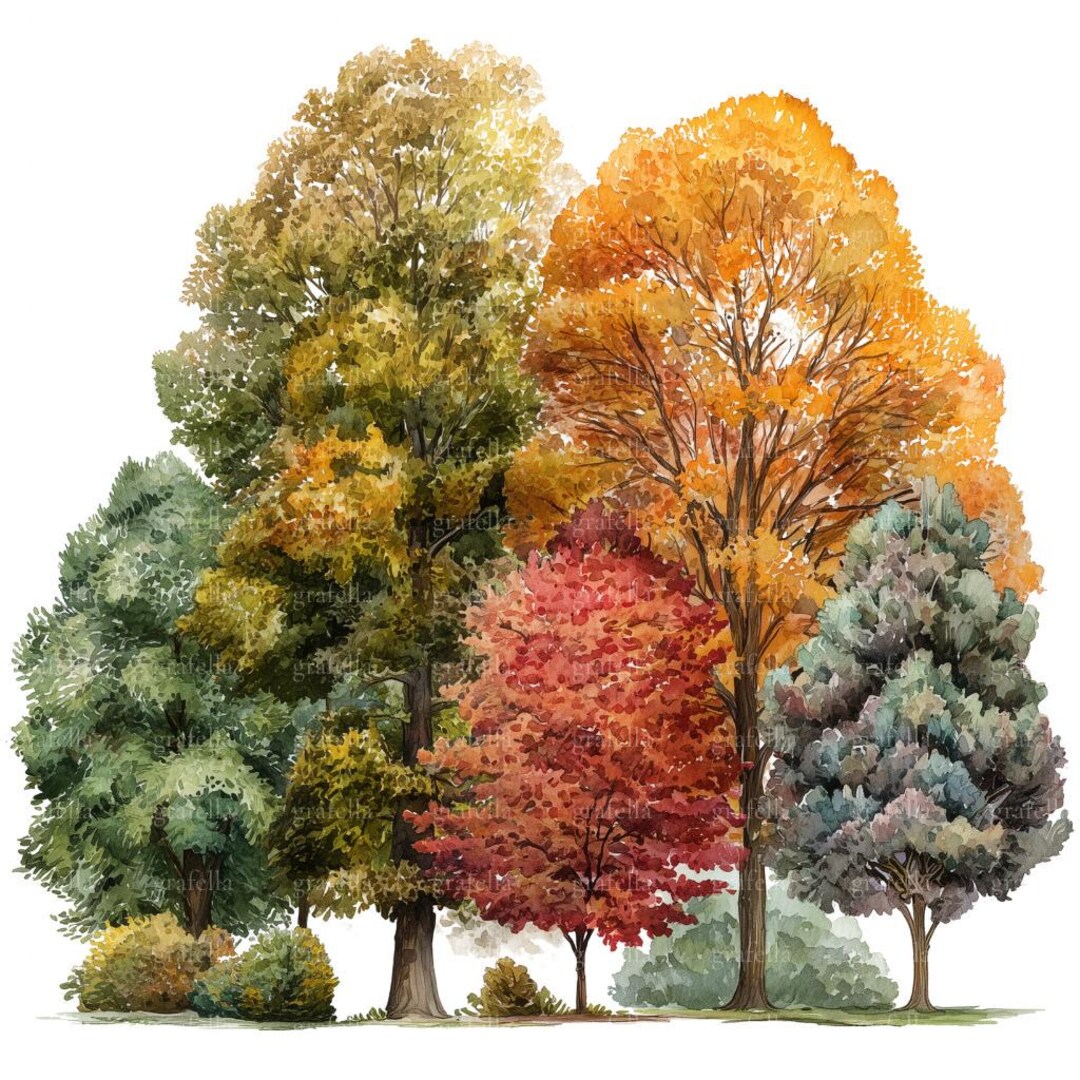 8 Autumn Trees Clipart, Fall Forest Nature Clipart, Watercolor Tree ...