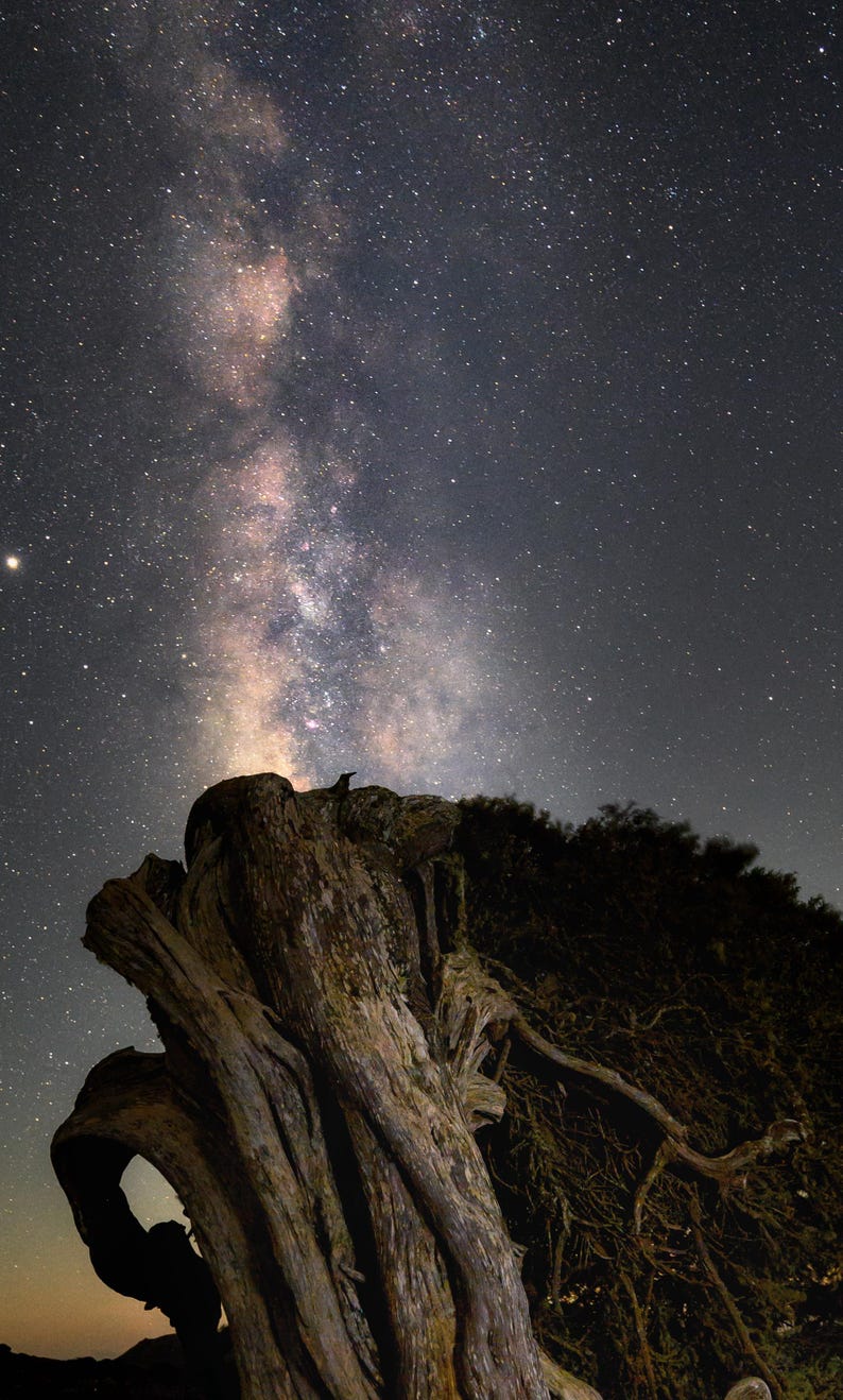 Milky Way Rising Over an Ancient Tree| Fine Art Print | Vertical ...