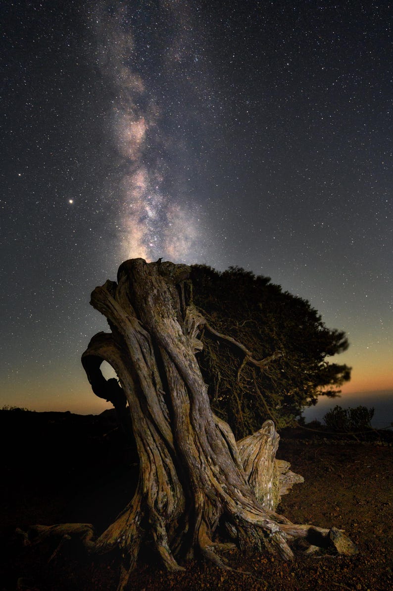 Milky Way Rising Over an Ancient Tree| Fine Art Print | Vertical ...