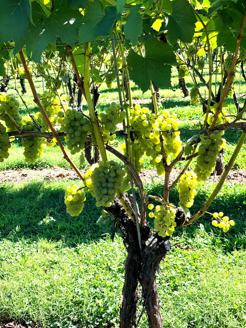 ALCOHOL INK VINEYARD Grapes Plein Air Painting Fruitful Vine - Etsy