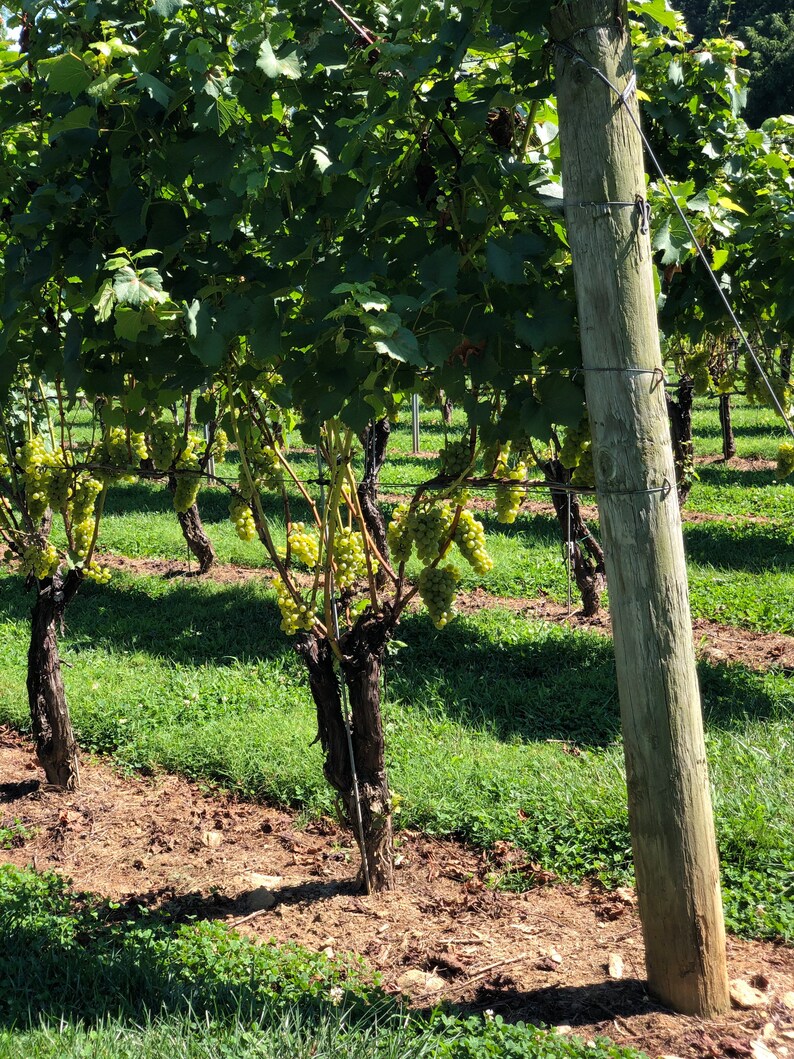 ALCOHOL INK VINEYARD Grapes Plein Air Painting Fruitful Vine - Etsy