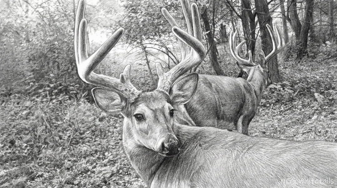 Whitetail Deer - 165" Typical 10 Point - Etsy