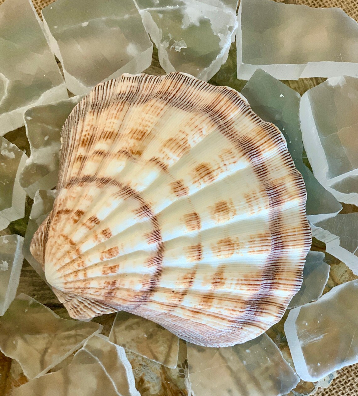 Lions Paw Shell | Etsy