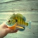 Greg Pususta Bluegill Fish Decoy - Etsy