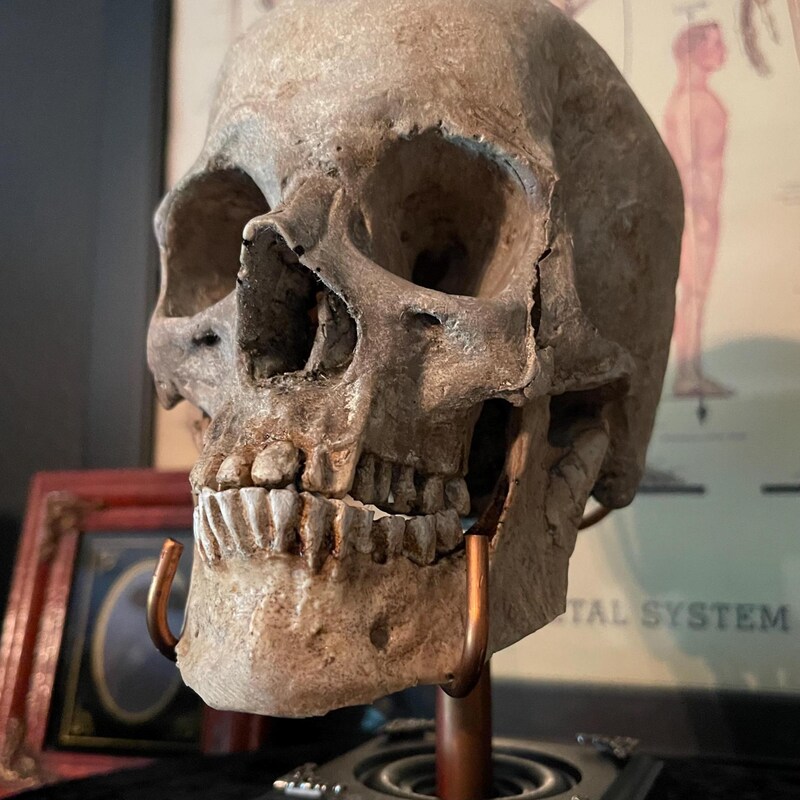Human Skull - Etsy