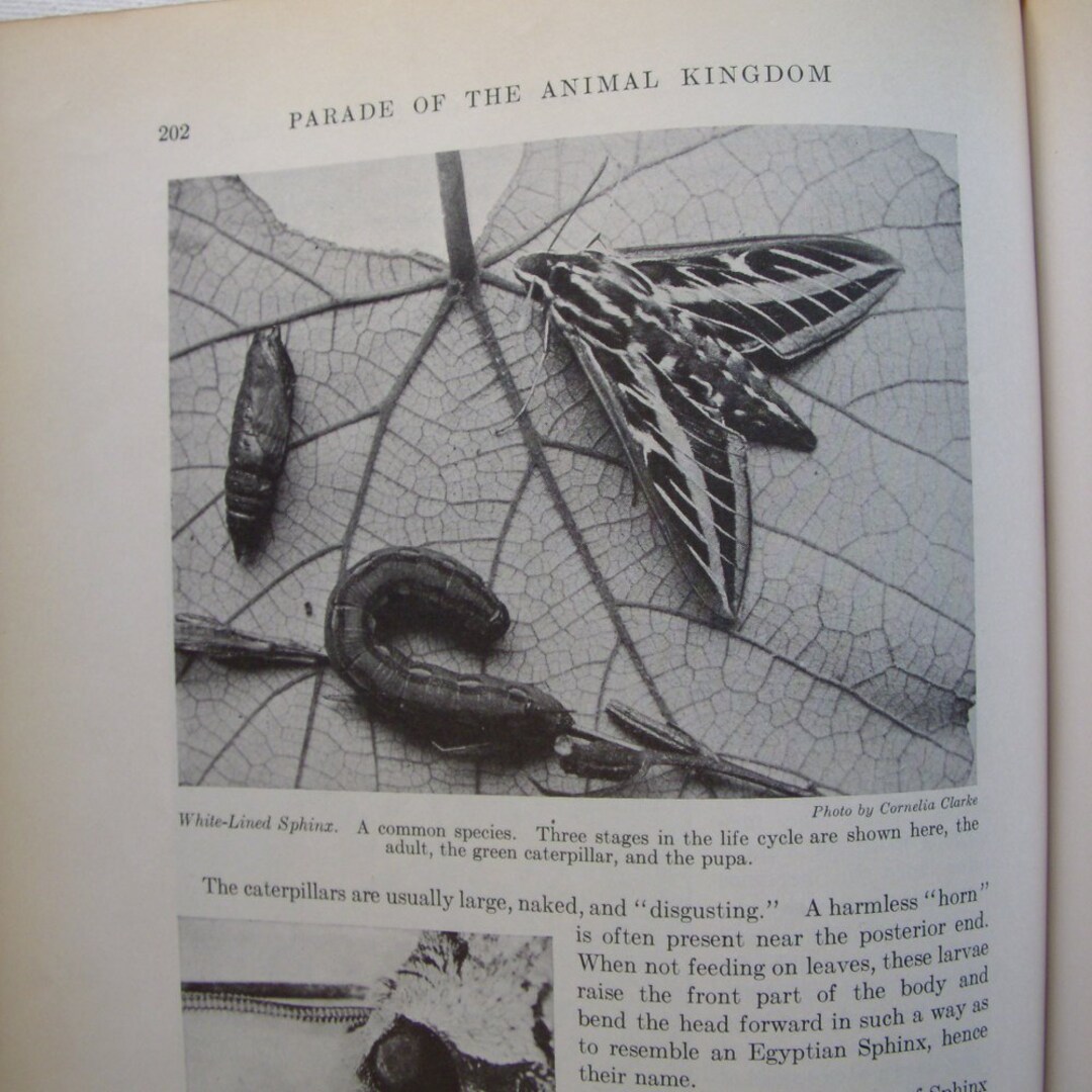 1935 Parade of the Animal Kingdom Book Illustrated - Etsy
