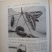 1935 Parade of the Animal Kingdom Book Illustrated - Etsy