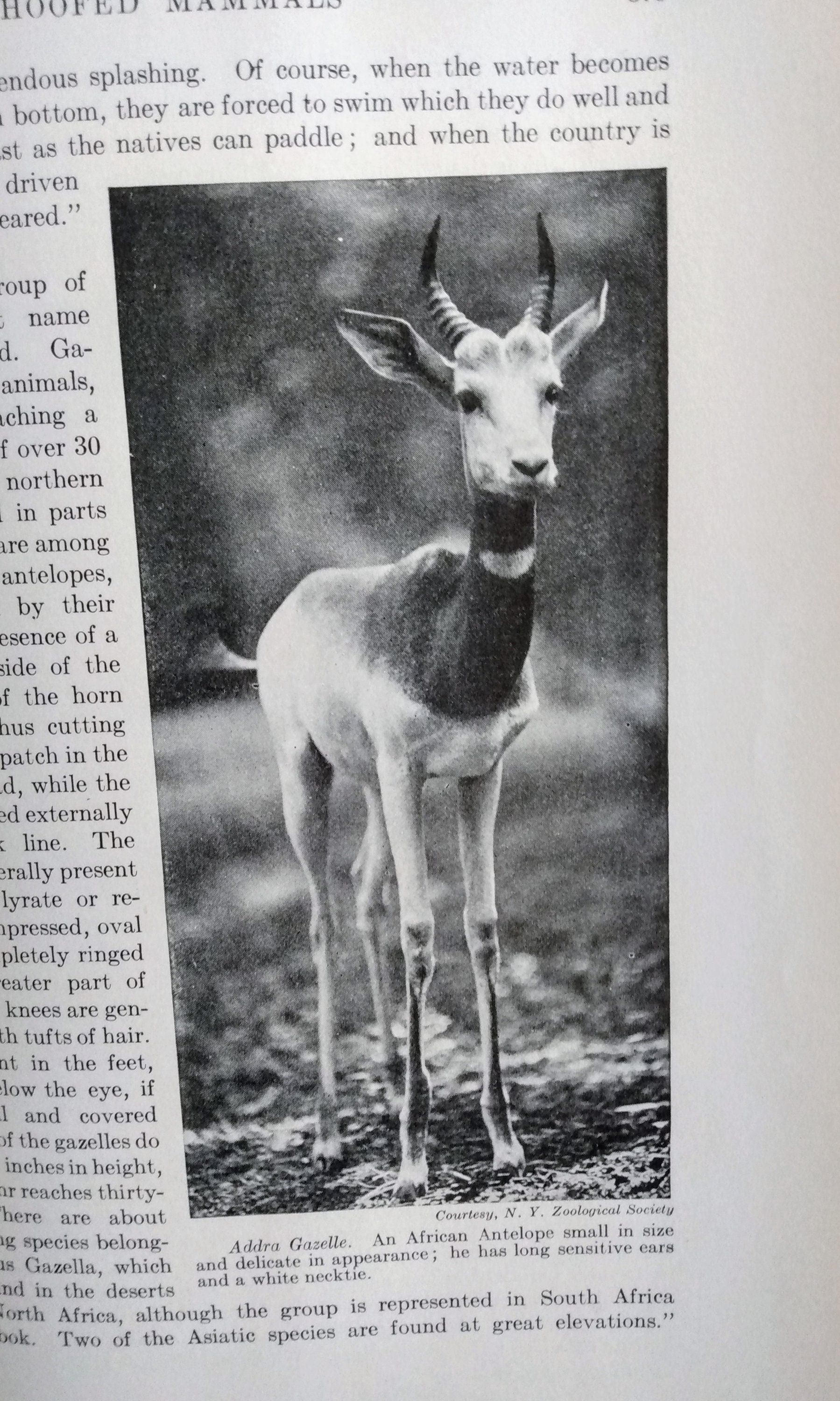 1935 Parade of the Animal Kingdom Book Illustrated - Etsy