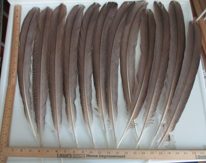 12 LONG Gray Brown Peacock Tail Support Feathers, 20 to 22 Inches ...