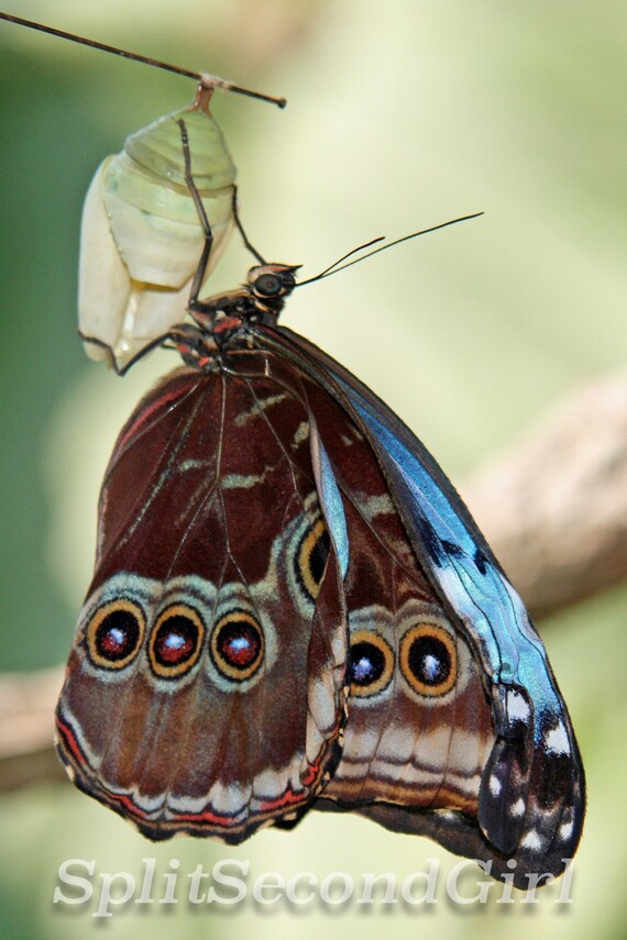 Blue Morpho Butterfly Chrysalis