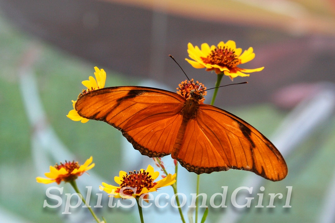 Julia Helicoian Butterfly Photograph, Butterfly Photo, Digital Download ...