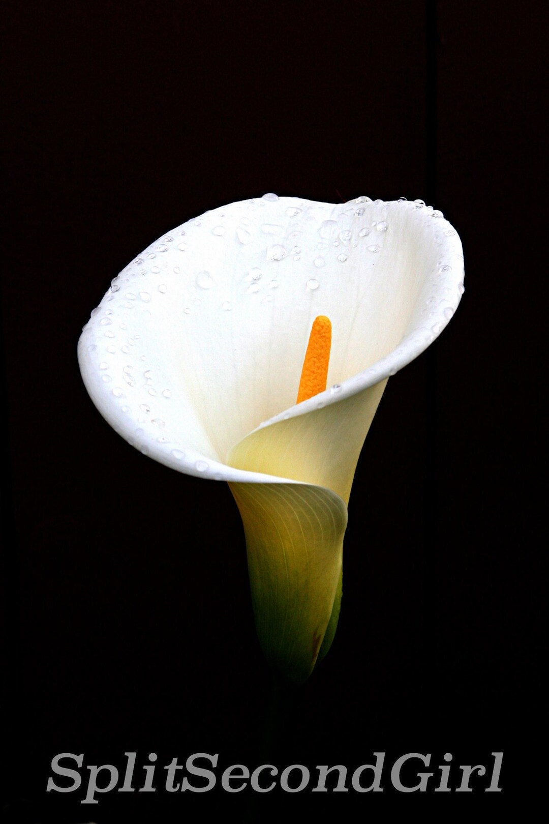 Calla Lily Photograph, Calla Lily Photo, Digital Download, Calla Lily ...
