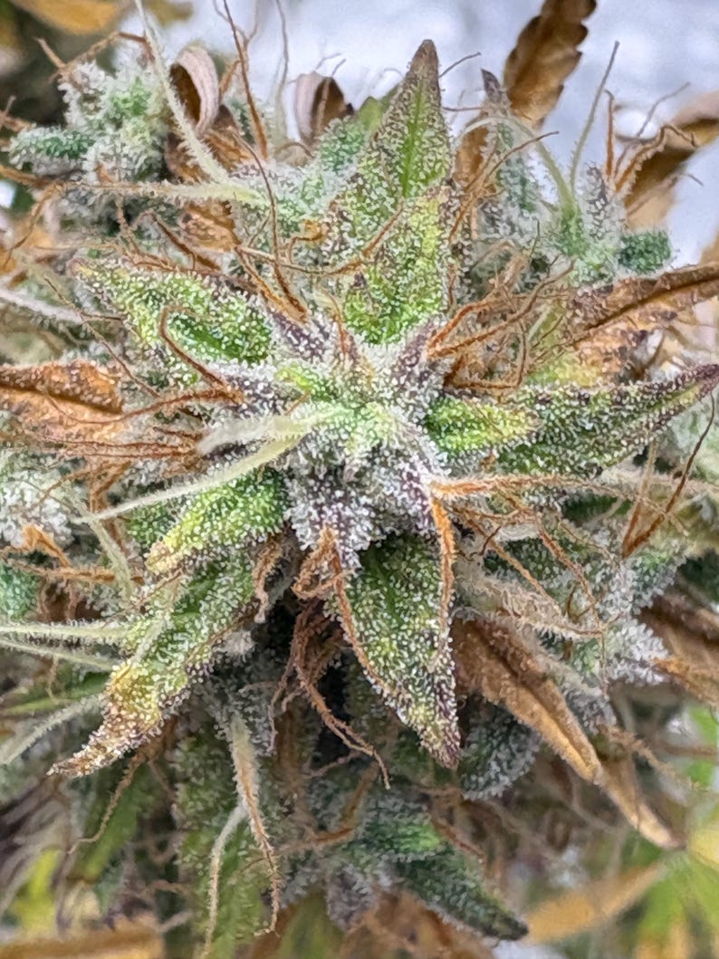 California Snow Auto Grow Guide, Week by Week Schedule, Living Soil ...