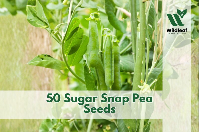 50 Sugar Snap Pea Seeds for Planting - Etsy
