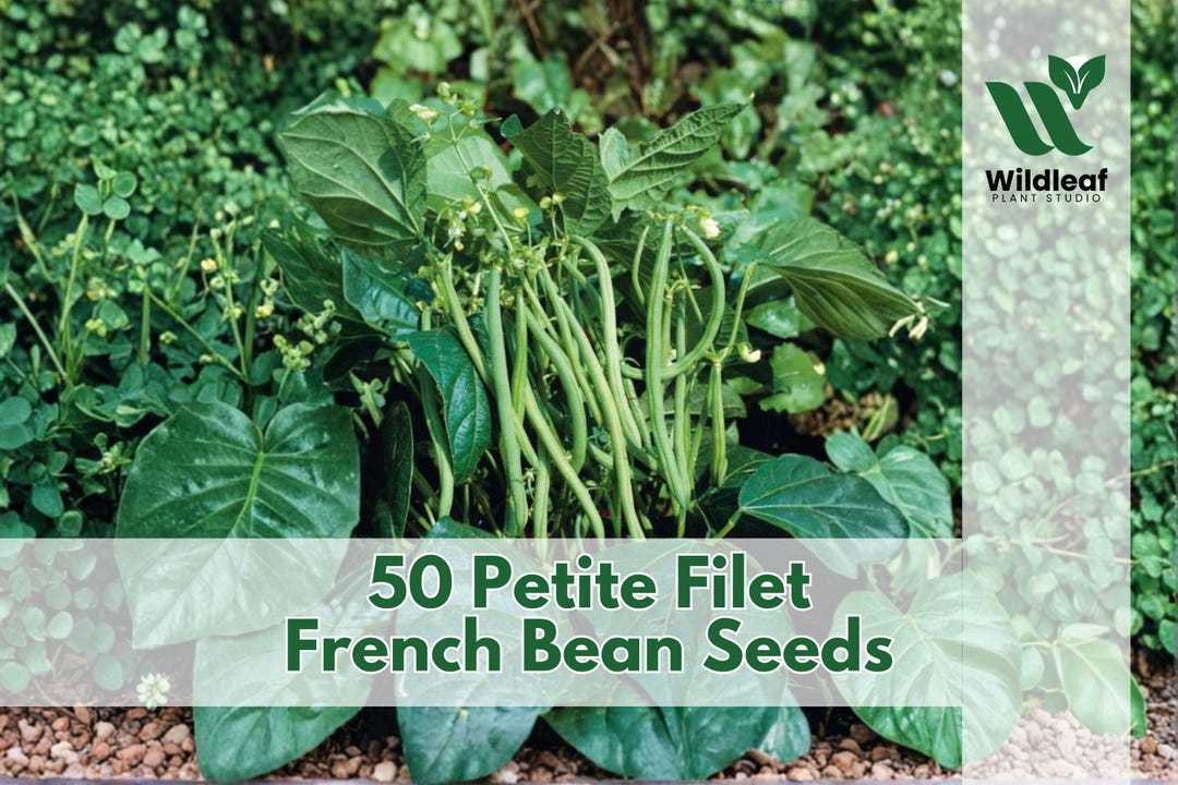 50 Petite Filet French Bean Seeds for Planting | Phaseolus Vulgaris ...