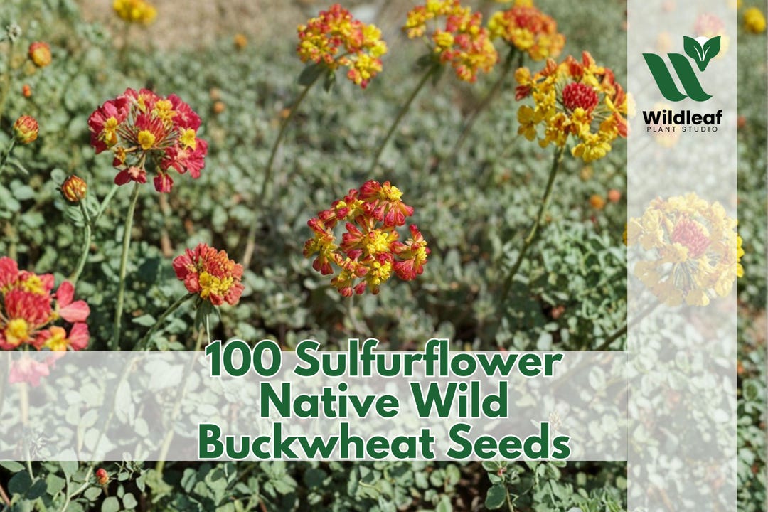 100 Sulfurflower Native Wild Buckwheat Seeds Eriogonum Umbellatum ...