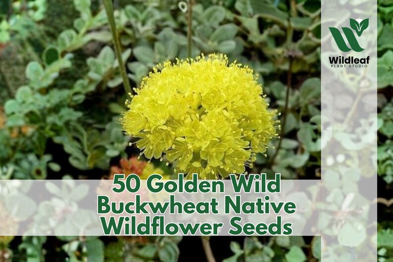 50 Golden Wild Buckwheat Native Wildflower Seeds Eriogonum Flavum ...