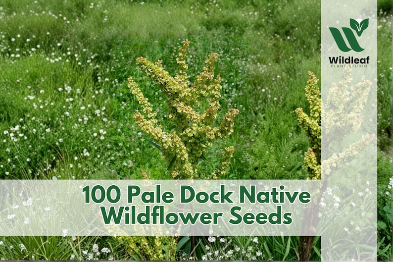 100 Pale Dock Native Wildflower Seeds Rumex Altissimus Meadow Garden - Etsy