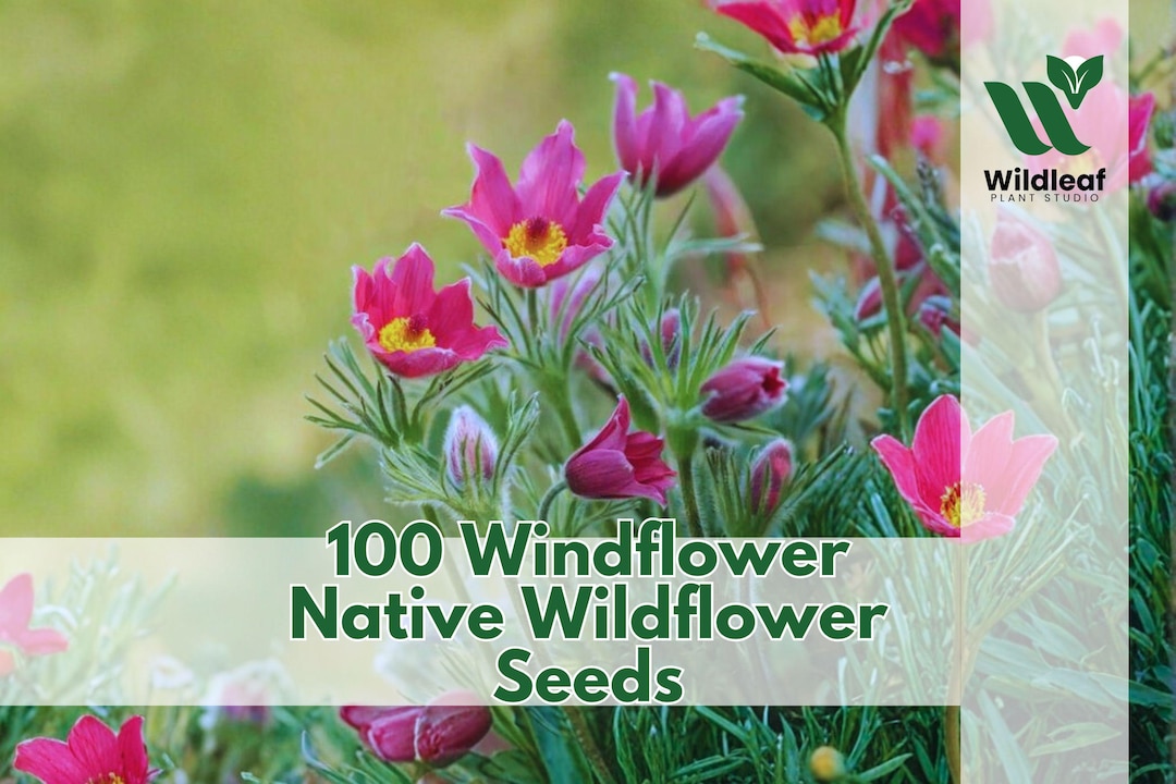 100 Windflower Native Wildflower Seeds Anemone Multifida Alpine Garden ...