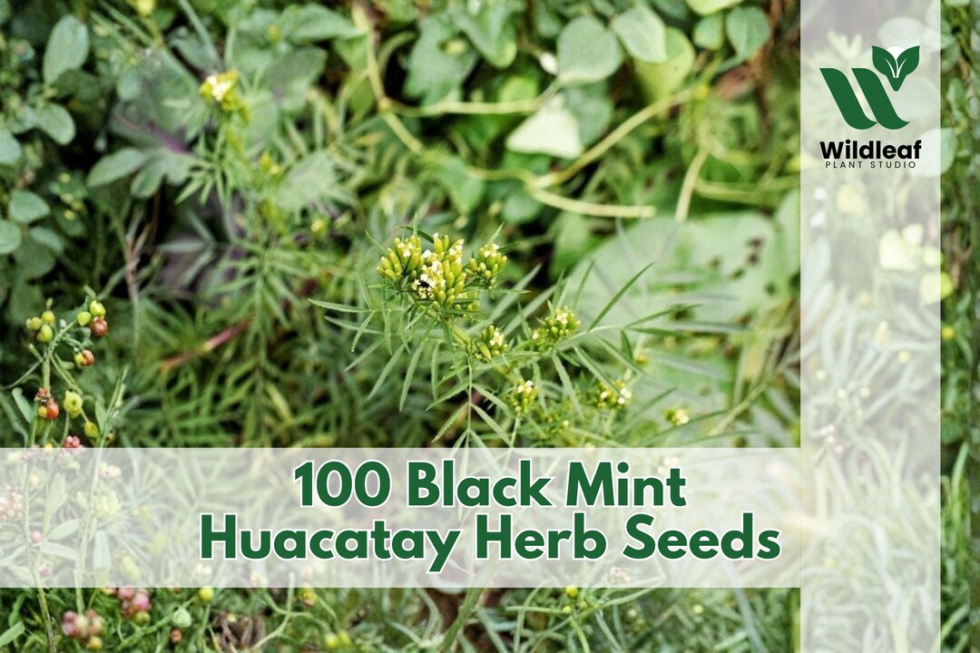 100 Black Mint Huacatay Herb Seeds for Planting - Etsy
