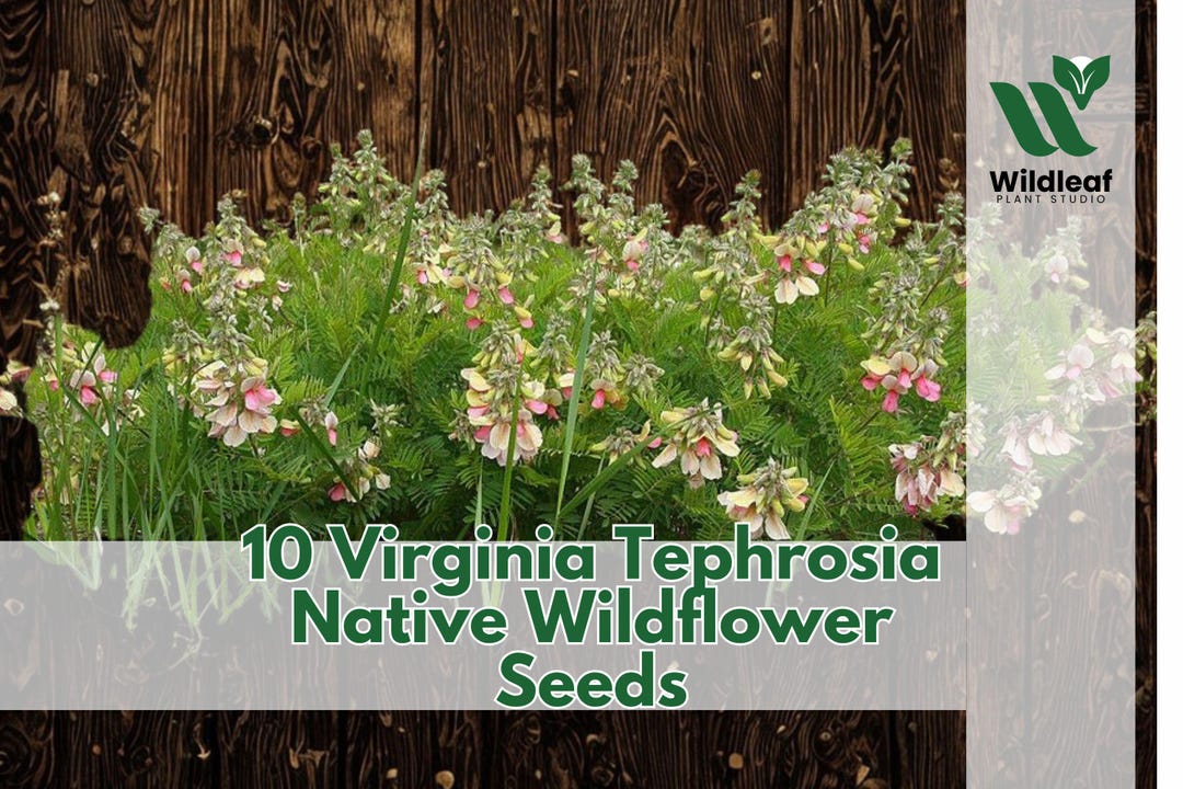 10 Virginia Tephrosia Native Wildflower Seeds Tephrosia Virginiana ...