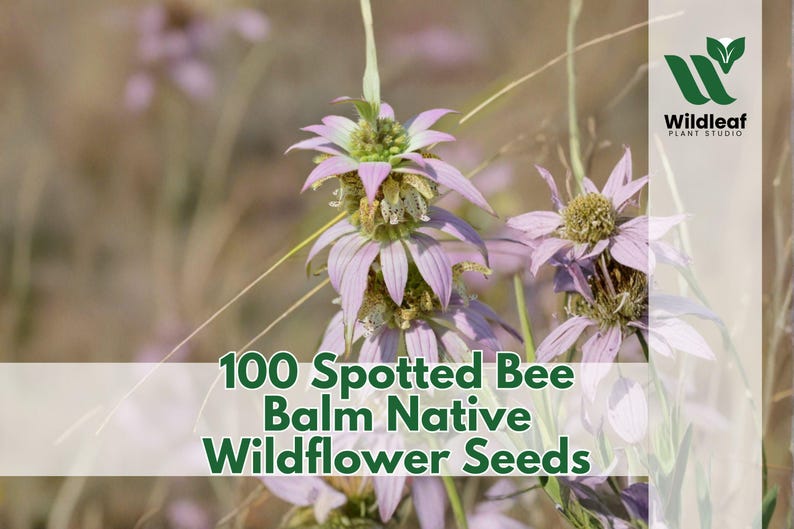100 Spotted Bee Balm Native Wildflower Seeds Monarda Punctata ...