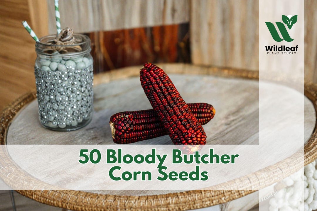 50 Bloody Butcher Corn Seeds for Planting Heirloom Variety - Etsy