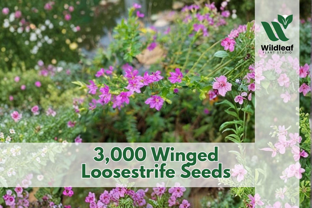 3,000 Winged Loosestrife Seeds for Planting | Lythrum Alatum | Native ...