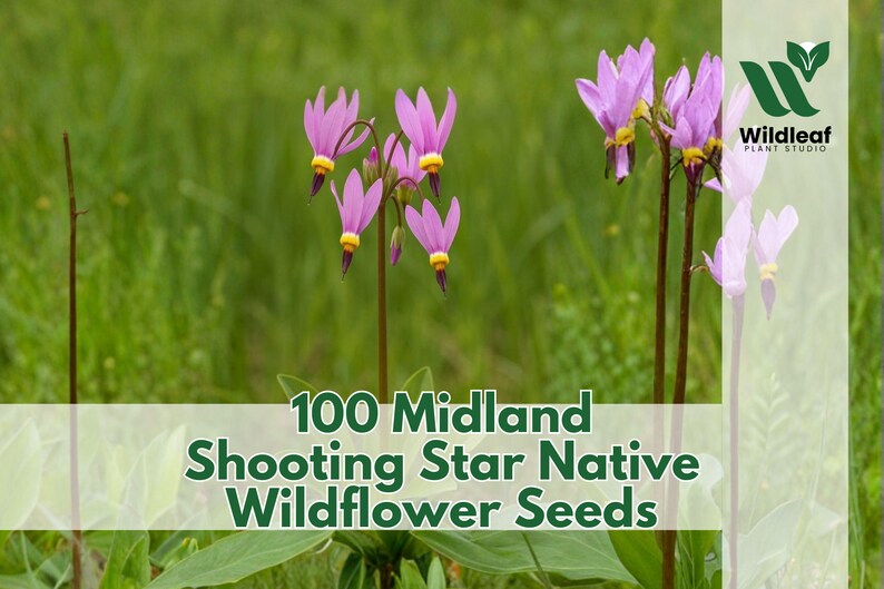 100 Midland Shooting Star Native Wildflower Seeds Dodecatheon Meadia ...