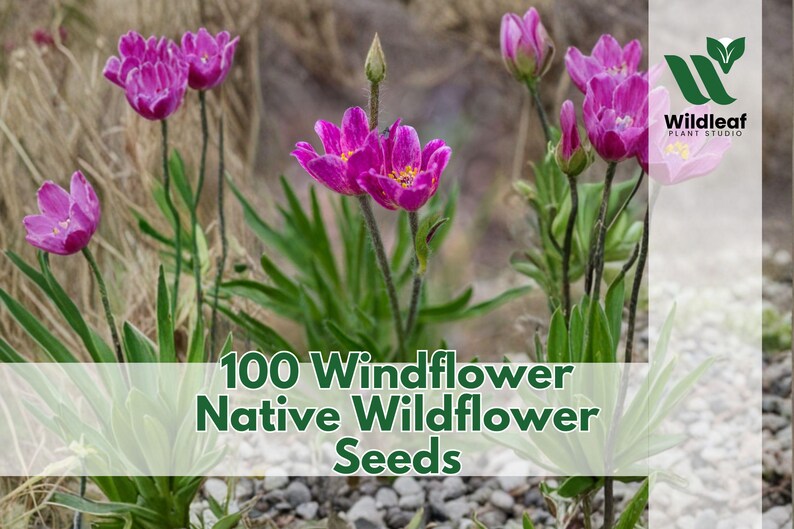 100 Windflower Native Wildflower Seeds Anemone Multifida Alpine Garden ...