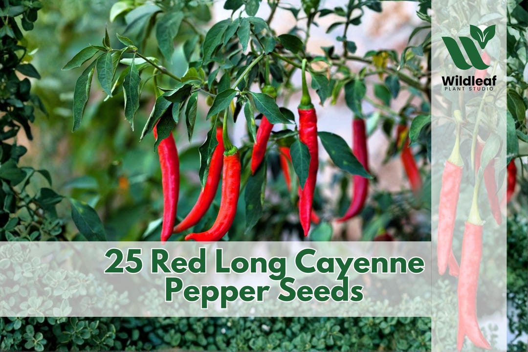 25 Red Long Cayenne Pepper Seeds for Planting - Etsy