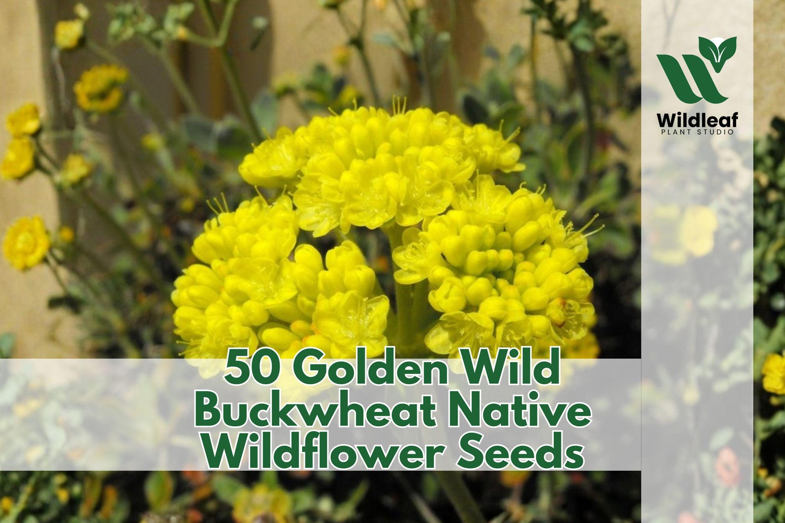 50 Golden Wild Buckwheat Native Wildflower Seeds Eriogonum Flavum ...