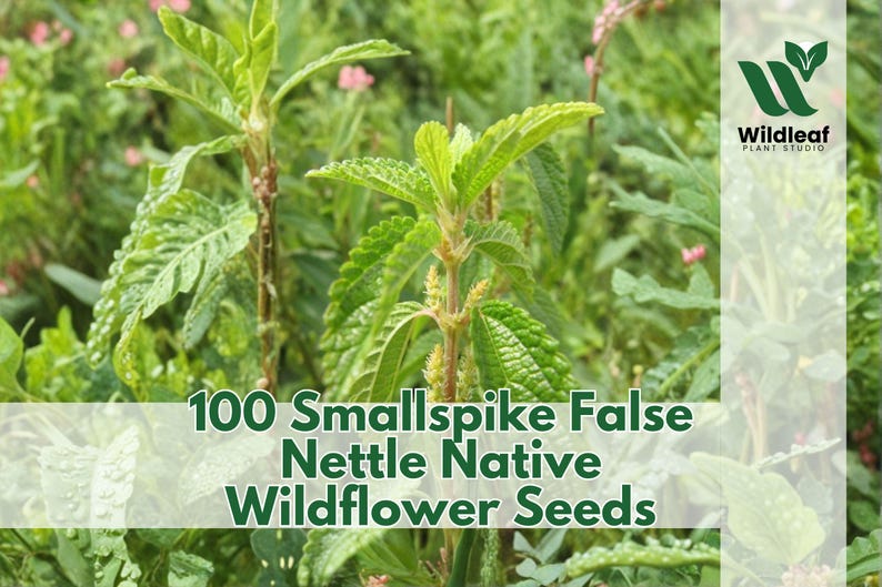 100 Smallspike False Nettle Native Wildflower Seeds Boehmeria ...