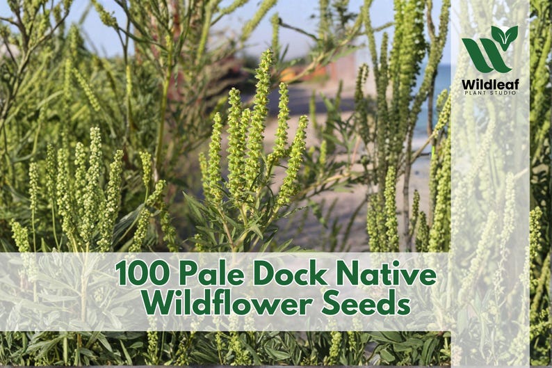 100 Pale Dock Native Wildflower Seeds Rumex Altissimus Meadow Garden - Etsy
