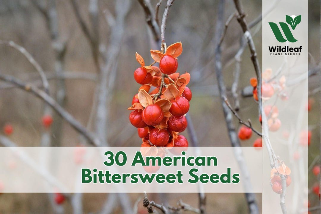 30 American Bittersweet Seeds for Planting | Celastrus Scandens ...