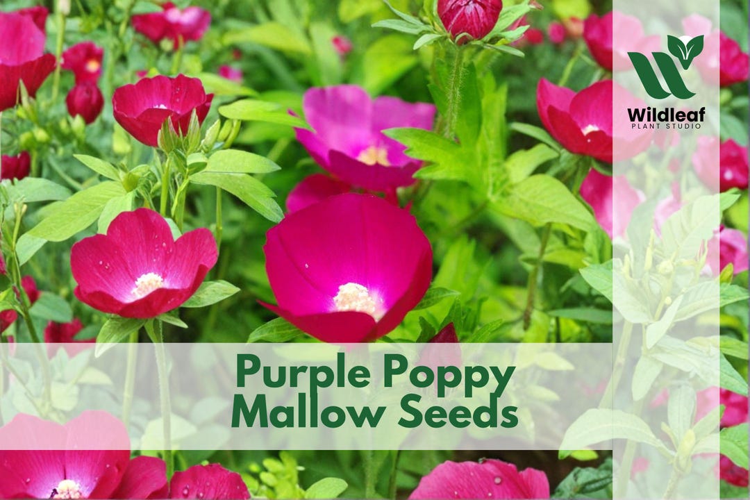 Purple Poppy Mallow Seeds for Planting | 15 Seeds | Callirhoe ...