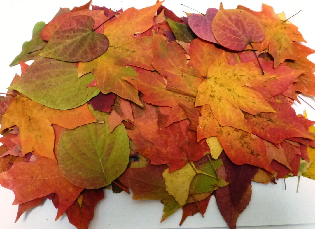 200 Autumn Leaves, Real Pressed Leaves, Fall Leaves, Dried Leaves ...