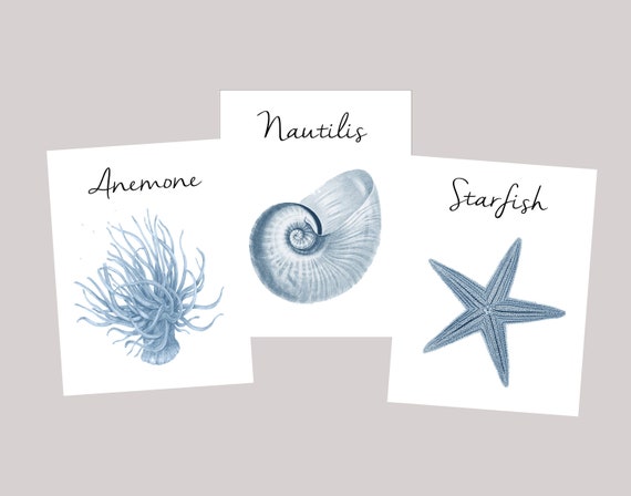 Shell Name Table Cards Beach Wedding Shell Cards Surf and - Etsy