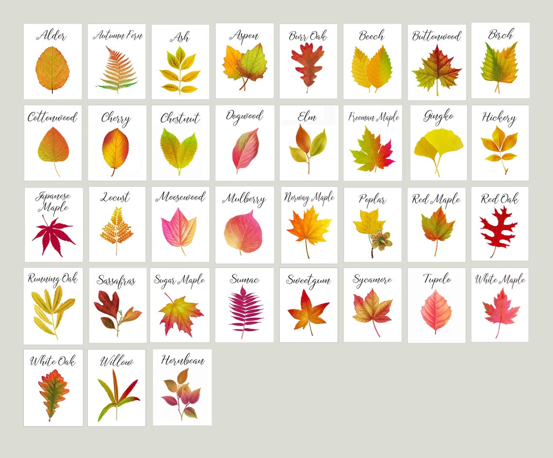 Autumn Leaf Table Cards, Autumn Leaf Table Tents, Autumn Wedding Table ...