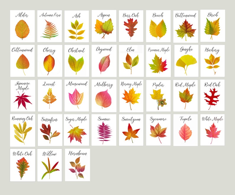 Autumn Leaf Table Cards, Autumn Leaf Table Tents, Autumn Wedding Table ...