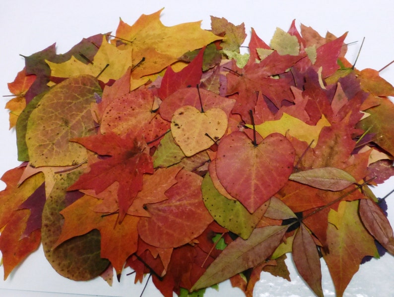 Real Autumn Leaves, 25+, Pressed Fall Decor, Dried Leaves, Economical ...