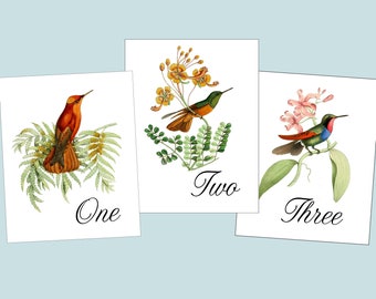 Hummingbird Party Theme - Etsy