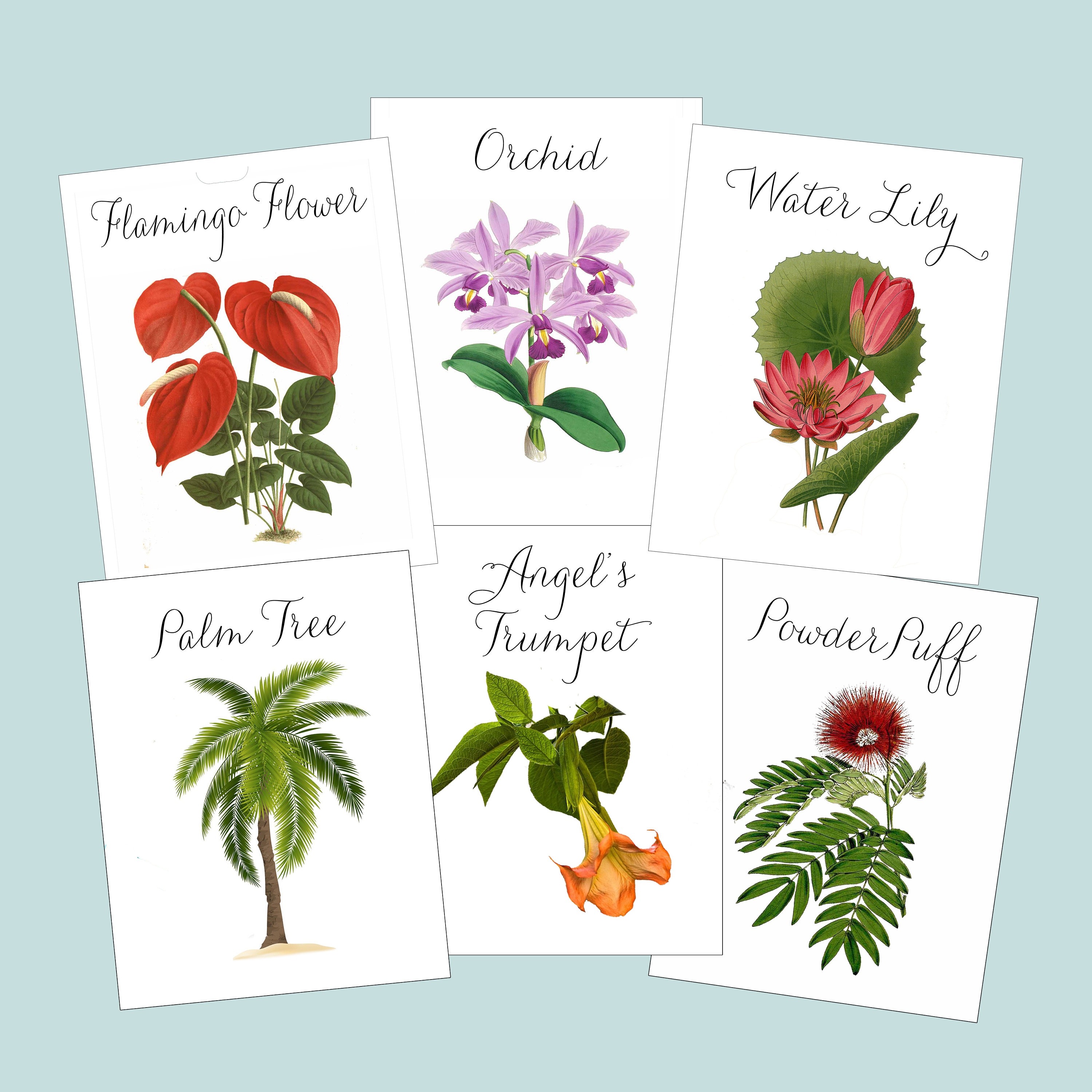 Tropical Flower Names