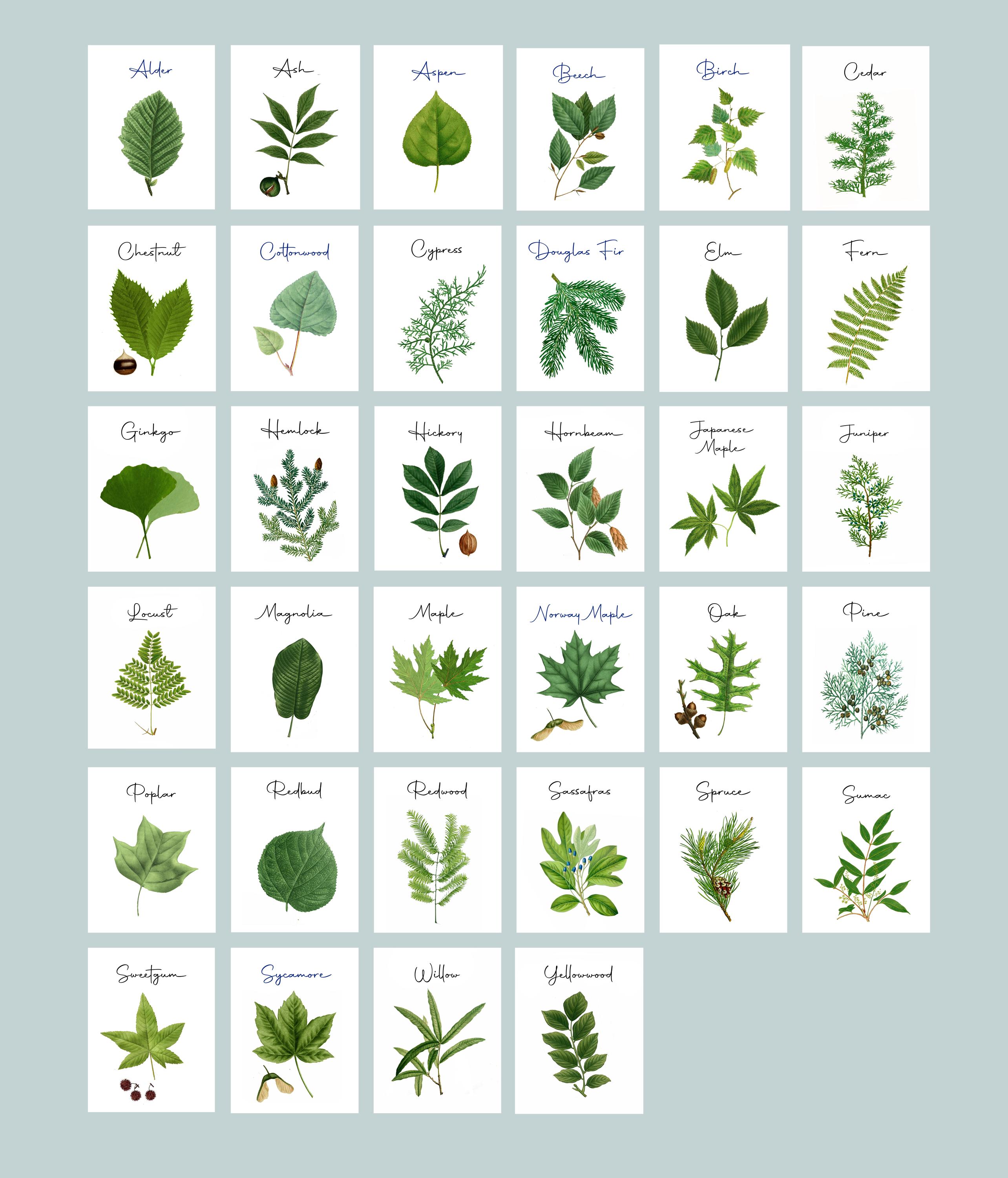 Woodland Leaf Table Cards, Table Tents, Tree Table Numbers, Nature ...