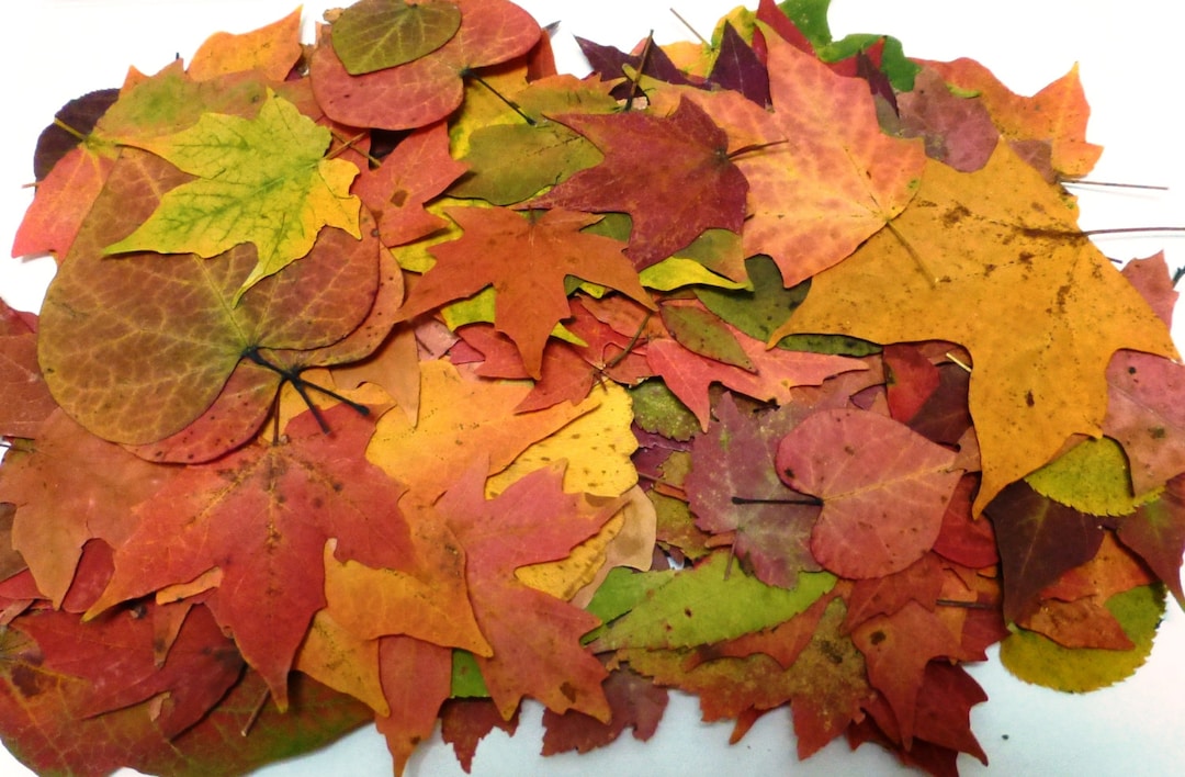 Real Autumn Leaves, 50, Pressed Fall Decor, Dried Leaves, Economical ...