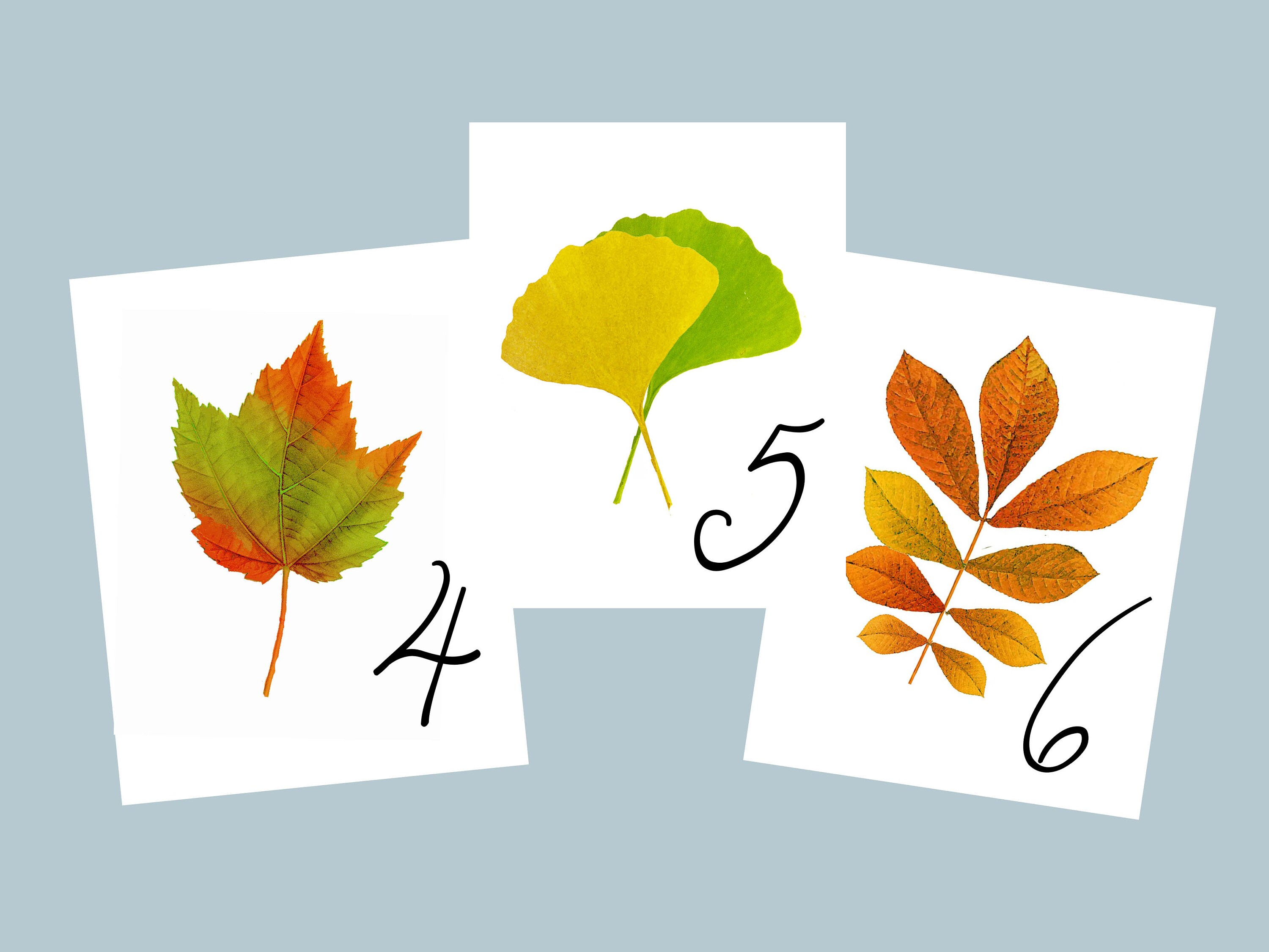 Autumn Leaf Table Numbers, Fall Table Cards, Autumn Wedding Table ...