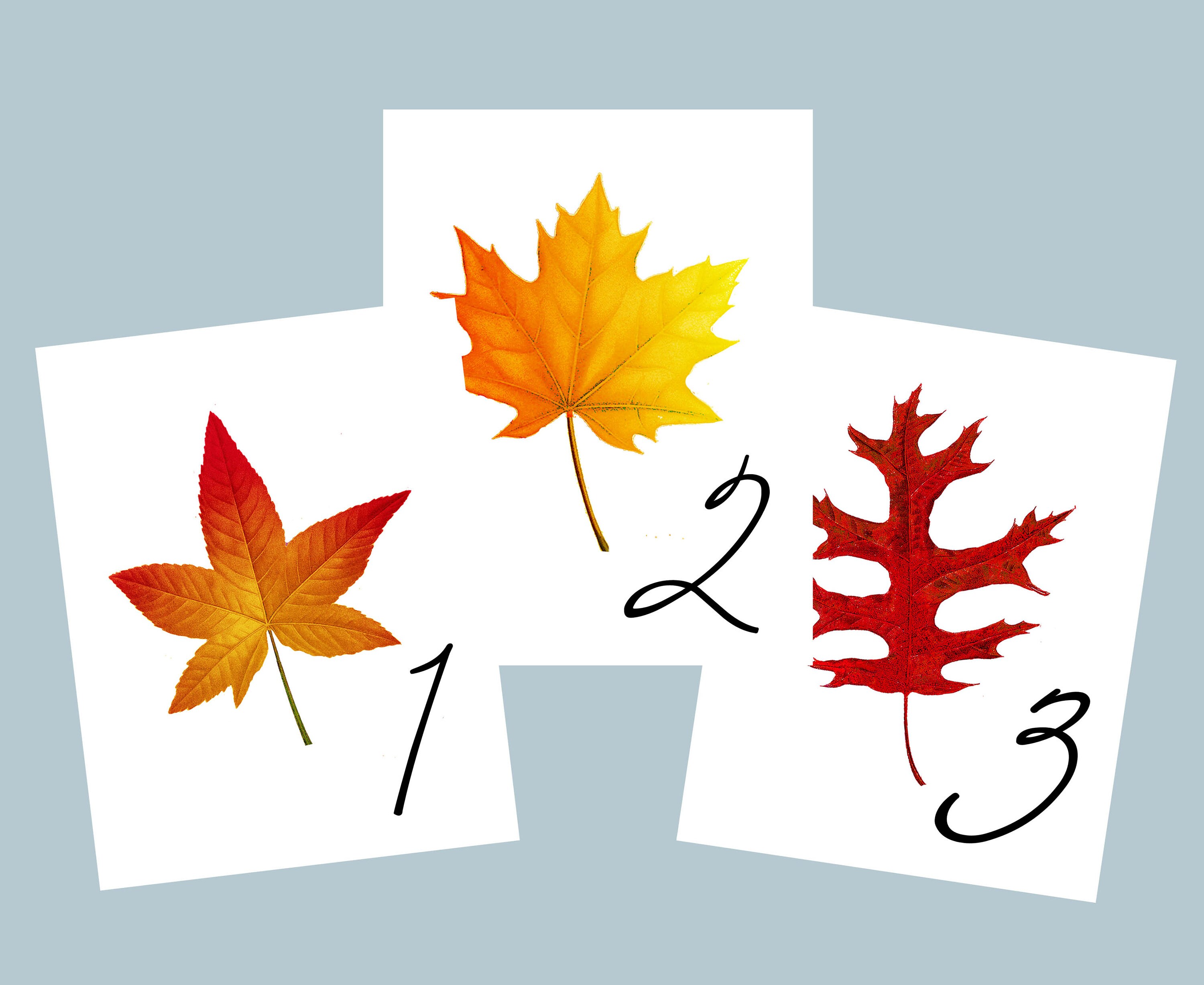 Autumn Leaf Table Numbers, Fall Table Cards, Autumn Wedding Table ...