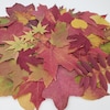 Real Autumn Leaves, 50+, Pressed Fall Decor, Dried Leaves, Economical ...