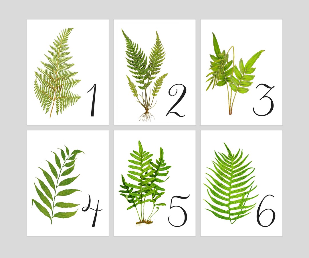 FERN Table Cards Fern Table Numbers Woodland Table Tents - Etsy